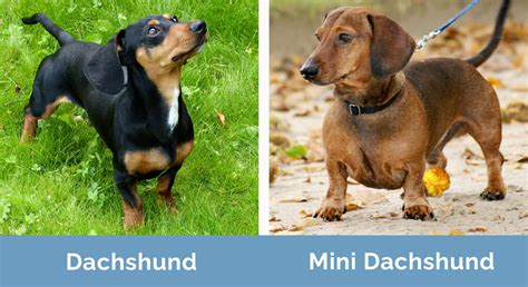 Standard Dachshund Vs Miniatyrdachs Dachshund Vs Miniature Dachshund