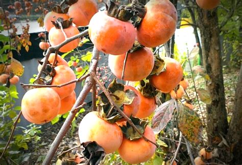 감나무 병충해 약치는 방제시기와 병해 충해 종류 및 방제방법