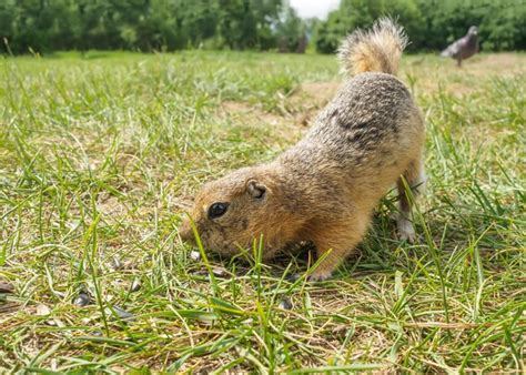 Premium Photo A Gopher Is Eating Sunflower Seeds Eats With Its Tail Up In A Grassy Meadow Premium Photo A Gopher Is Eating Sunflower Seeds Eats With Its Tail Up In A Grassy Meadow