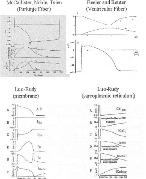 Figure 1 10 From Modeling And Imaging Of Bioelectrical Activity Semantic Scholar
