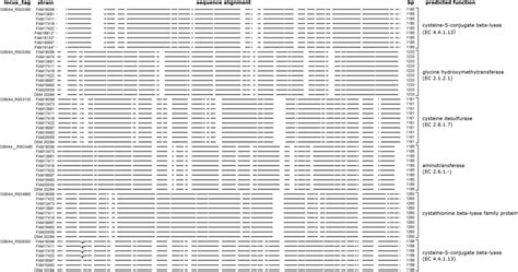 Bioinformatic Analysis Of The Aminotransferases Found In P