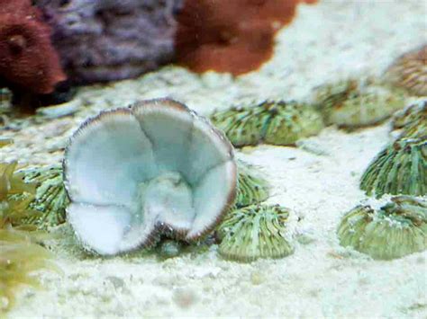 Coral Reproduction Part Two Asexual Reproductive Modes Of Captive