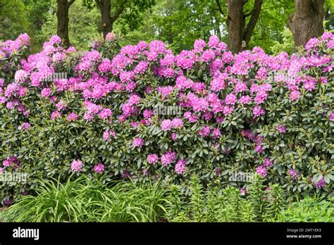 Rhododendron Rhododendron Roseum Elegans Rhododendron Roseum