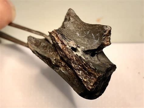 Unidentified Pierre Shale Fossil Not Mosasaur Fossil Id The
