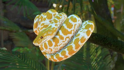 Snakes Have Clitorises Claim Scientists In New Research Slamming All Taboos Around Female