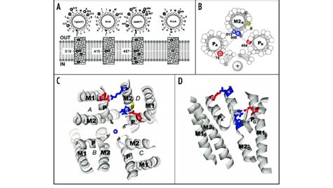 Spatial Distribution Of Positively Charged Residues In M2 D Conserved