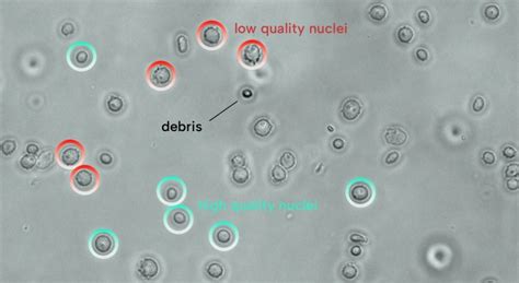 Single Cell Discoveries On Linkedin Nuclei Isolation For Single Cell