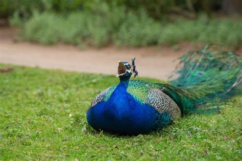 Premium Photo Close Up Of Peacock With Mouth Open Resting On Grassy Field