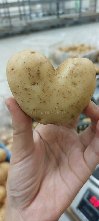 Cutest Cute Potato Love Shape Stock Image Image Of Cutestcute Love 289526925