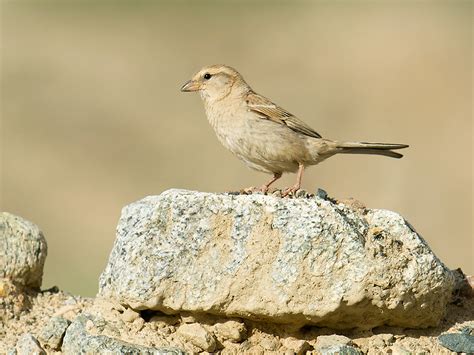Saxaul Sparrow Photos Shanghai Birding 上海观鸟