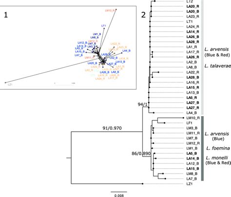 phylogenetic network 1 and maximum likelihood ml raxml 2 tree