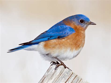 Eastern Bluebird Ebird