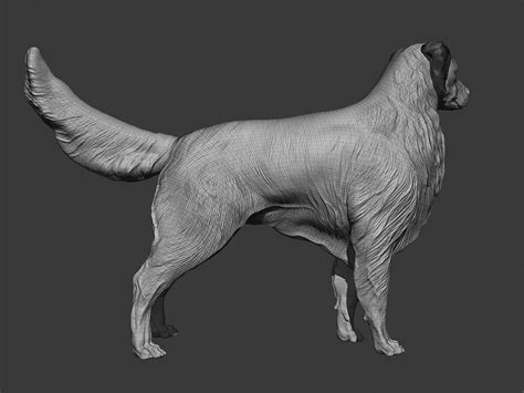 golden retrieve 3d model turbosquid 2157272