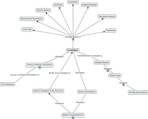Cerebellum Function Pjlcmap Jpeg Image 1079 × 871 Pixels Scaled