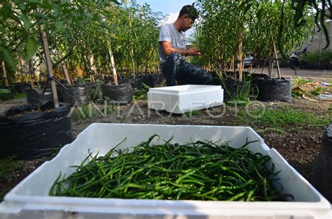 Urban Farming Farming Antara Foto