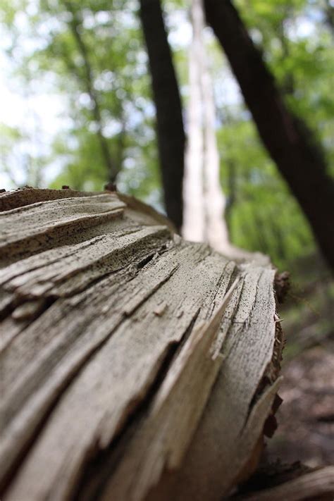 Split Tree Bark Photograph By Nicholas Miller Fine Art America