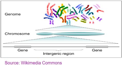 Gcse Ocr Gateway Biology What Happens In Cells And What Do Cells Need Complete Revision