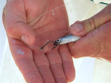 Selecting The Right Tuna Bait Bloodydecks