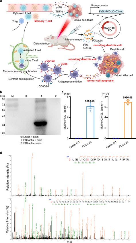 Construction Of Engineered Lactococcus Lactis Delivering Flt3l Ox40l Download Scientific