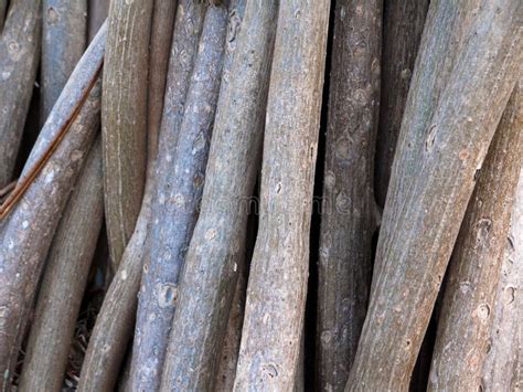 Wood Tree Limbs Stock Image Image Of Wood Tree Trees