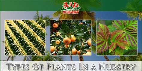 Types Of Plants In A Nursery A P Nursery Mesa