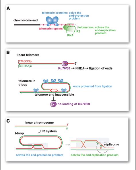 Figure 1 From A Loopy View Of Telomere Evolution Semantic Scholar