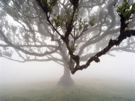 반도카메라 안개를 이용하면 사진에 신비함을 가져다줄 수 있습니다 마데이라섬에 위치한 파날 숲에서