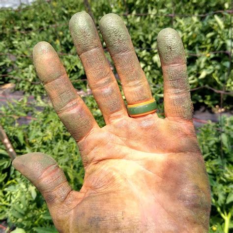Tomato Trellising Dirty But Colorful Work Farm Happenings At Heritage Family Gardens Harvie