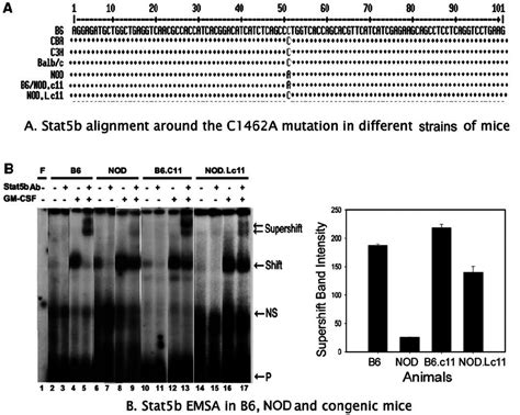 Stat5b Sequence And Binding Ability A Dna Sequence Alignment Of The Download Scientific