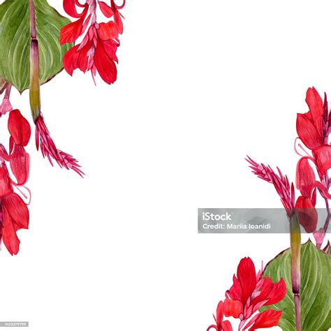 흰색 배경에 칸나 백합 꽃의 수채화 그림과 디자인 프레임 배경 질감 래퍼 패턴 프레임 또는 테두리에 대한 나뭇잎이있는 열대 꽃의 그림 0명에 대한 스톡 벡터 아트 및 기타