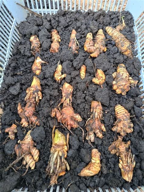 Lelaki Ini Kongsi Tip Tanam Pokok Kunyit Tak Payah Dah Cucuk Ubi