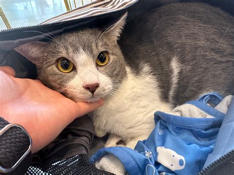 러시안블루 폴드 믹스 슈슈 푸숑책임분양 노르웨이숲책임분양 데본렉스책임분양 뱅갈책임분양 샴책임분양 셀커크렉스책임분양 스핑크스책임분양 아메리칸숏헤어책임분양 아메리칸컬책임분양