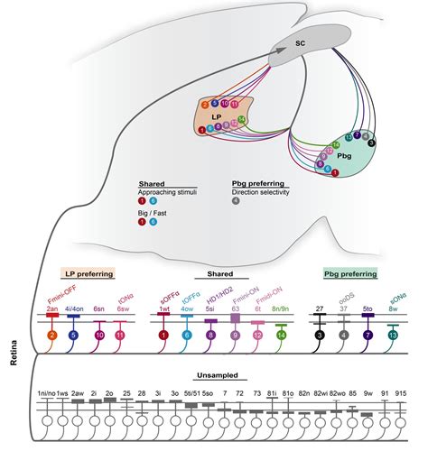 Function Of The Superior Colliculus Captions Prince