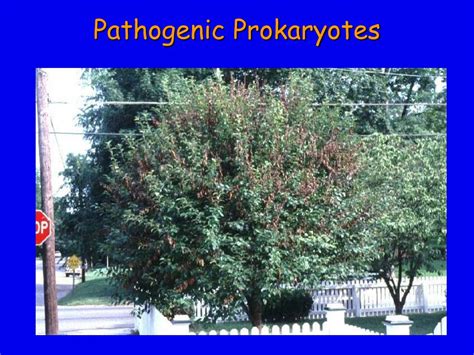 Ppt Pathogenic Prokaryotes Powerpoint Presentation Free Download Id4625367