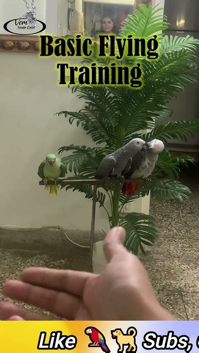 How To Teach Your Parrot To Fly Parrot Training Ibrar Mithoo