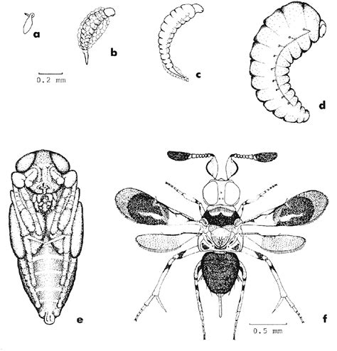 Figure 1 From Biology Of Prochiloneurus Insolitus Alam Hymenoptera