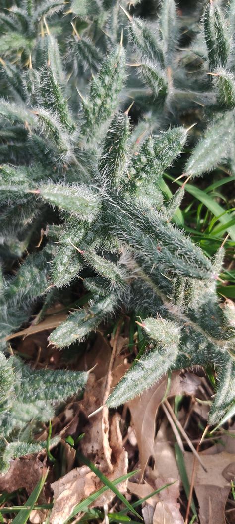 Found This Odd Looking Symmetrical Plant Id Mo Usa R Plantidentification