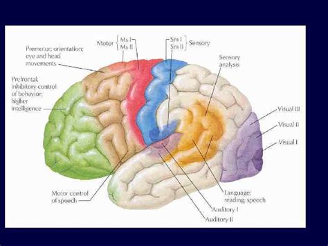 Integrative Role Of The Brain Cortex Lecture 5