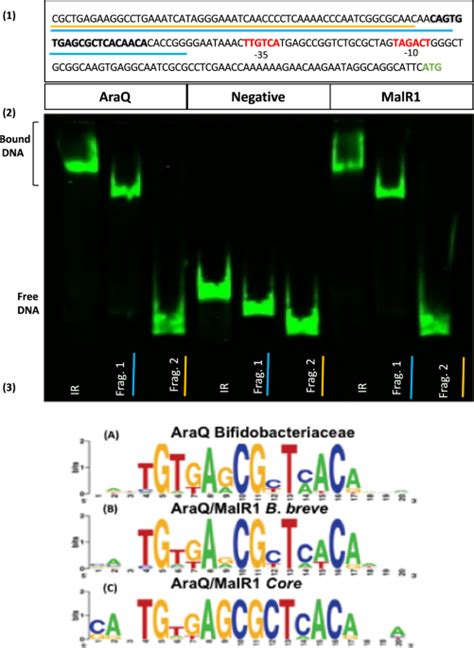 transcriptional control of central carbon metabolic flux in