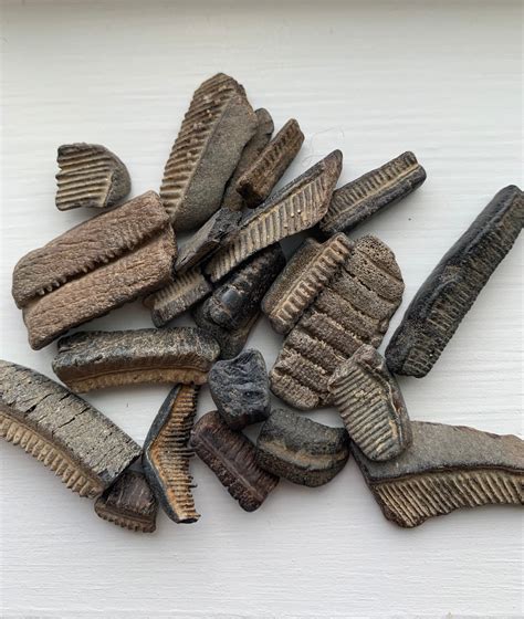 Fossilized Stingray Teeth Set Of 15 Teeth Stingray Teeth Fossil