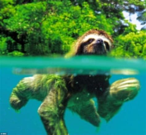 Pygmy Three Toed Sloth Swimming On Escudo Island