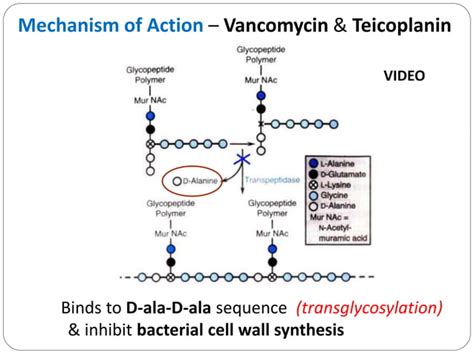 Macrolides And Other Drugs Inhibiting Bacterial Protein Synthesis Ppt