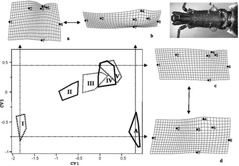 Factorial Map Representing The Distribution Of Specimens Of Each Instar
