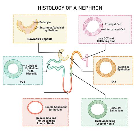 Histology Of A Nephron Photograph By Kadambari Pathaniascience Photo