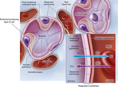 Structure And Function Of The Pulmonary System Basicmedical Key