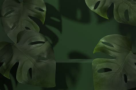 몬스터야자수 잎이 있는 3d 다크 그린 디스플레이 연단 그림자열대 자연 배경 현실적인 정글 복사 공간이있는 받침대 트렌디 한