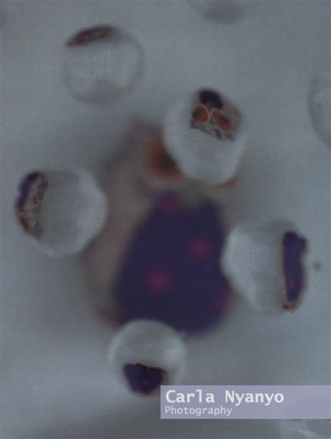 Experimental Blob Technique Carla Nyanyo