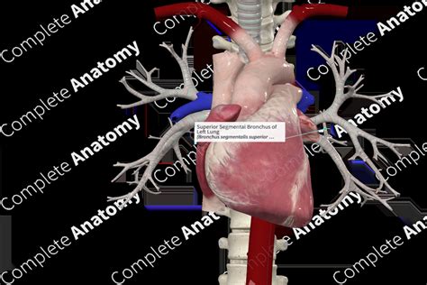 Superior Segmental Bronchus Of Left Lung Complete Anatomy