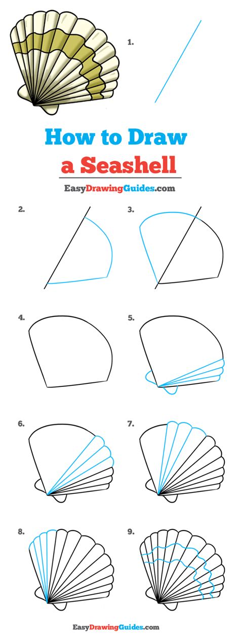 How To Draw A Seashell