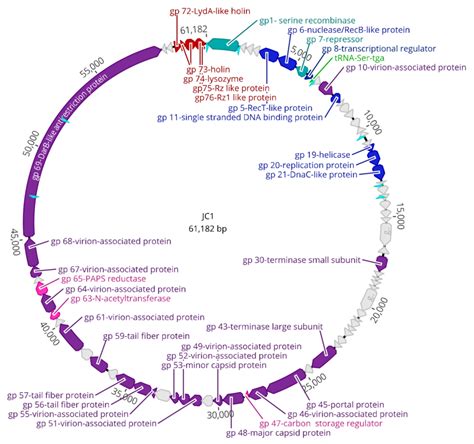circularized genomic map of jc1 scale in bp is shown on the outer